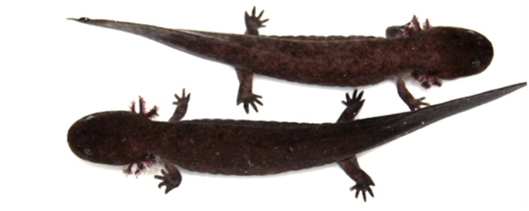 A Conservation Action Plan for Chinese Giant Salamanders! – IUCN SSC ...