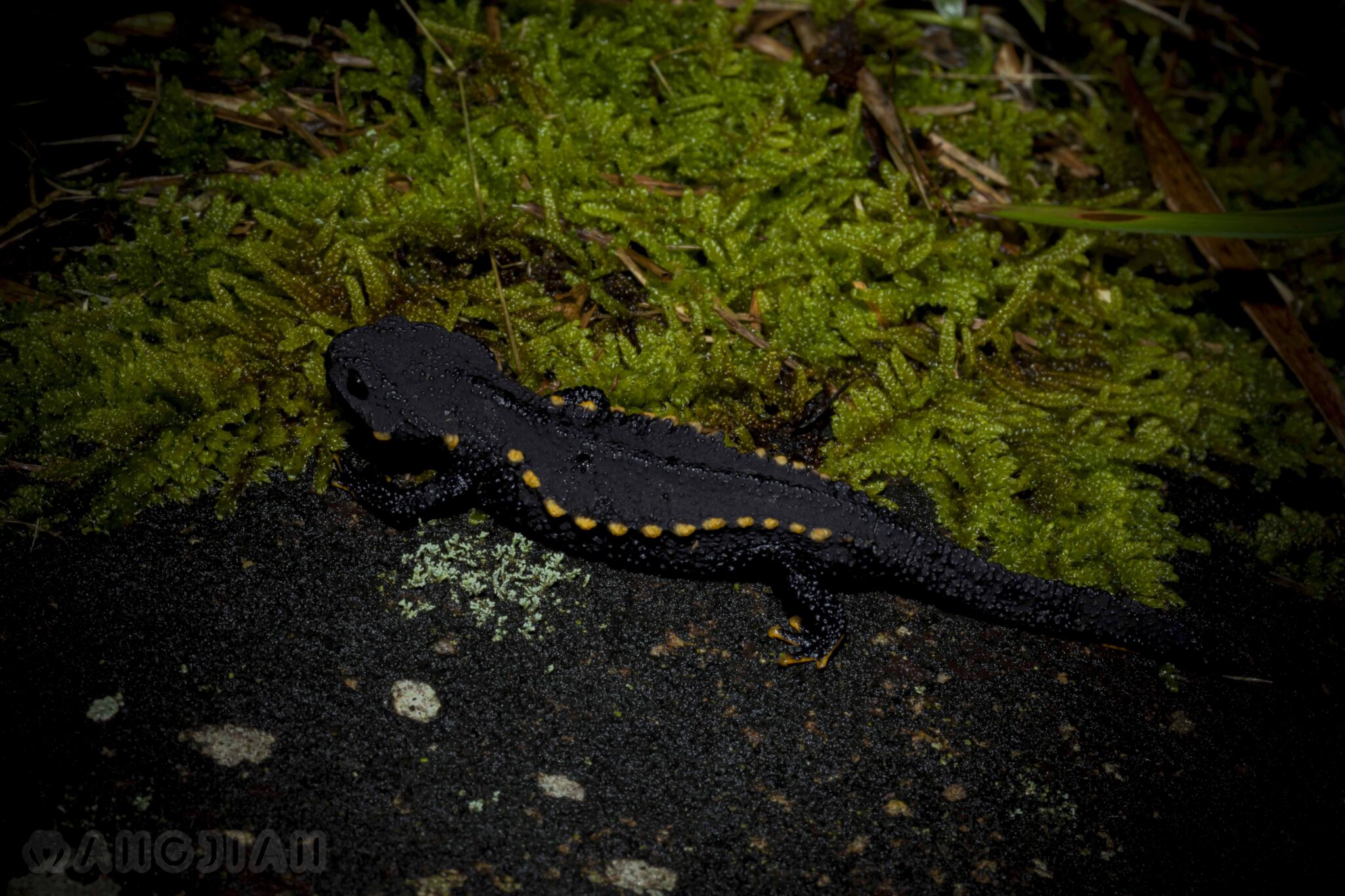 Eastern Asian Salamander Task Force – IUCN SSC Amphibian Specialist Group