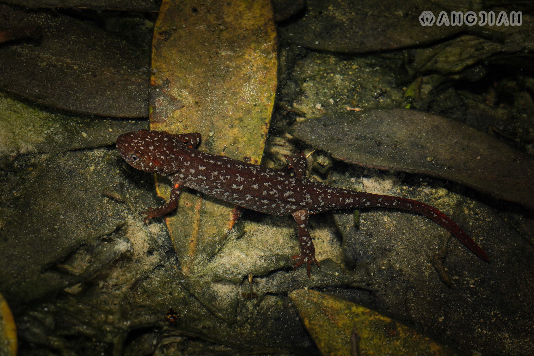 Eastern Asian Salamander Task Force – IUCN SSC Amphibian Specialist Group