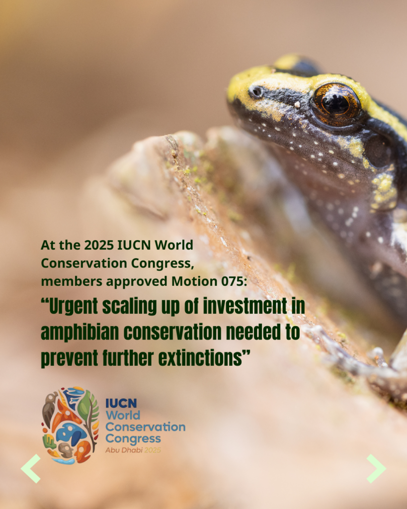 IUCN adopts new resolution for scaling up amphibian conservation – IUCN ...